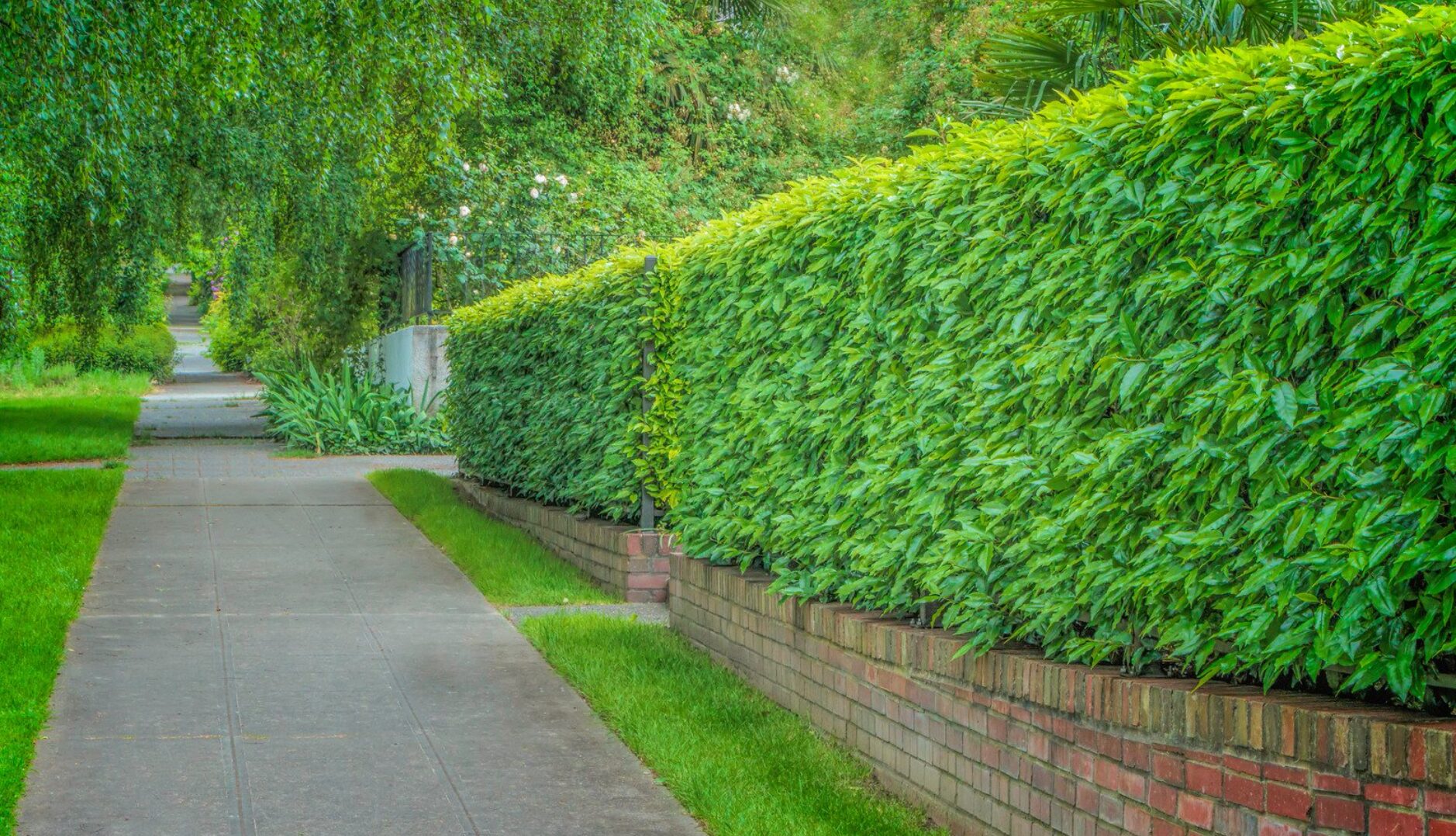 Hecke die nicht geschnitten werden muss: Pflegeleicht